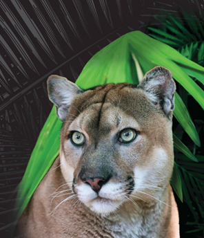 How Techniques Bring Print Pieces to Life - Soft Touch - Domtar