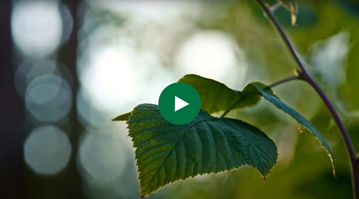 Domtar | The Sustainable Paper, Pulp and Packaging Company