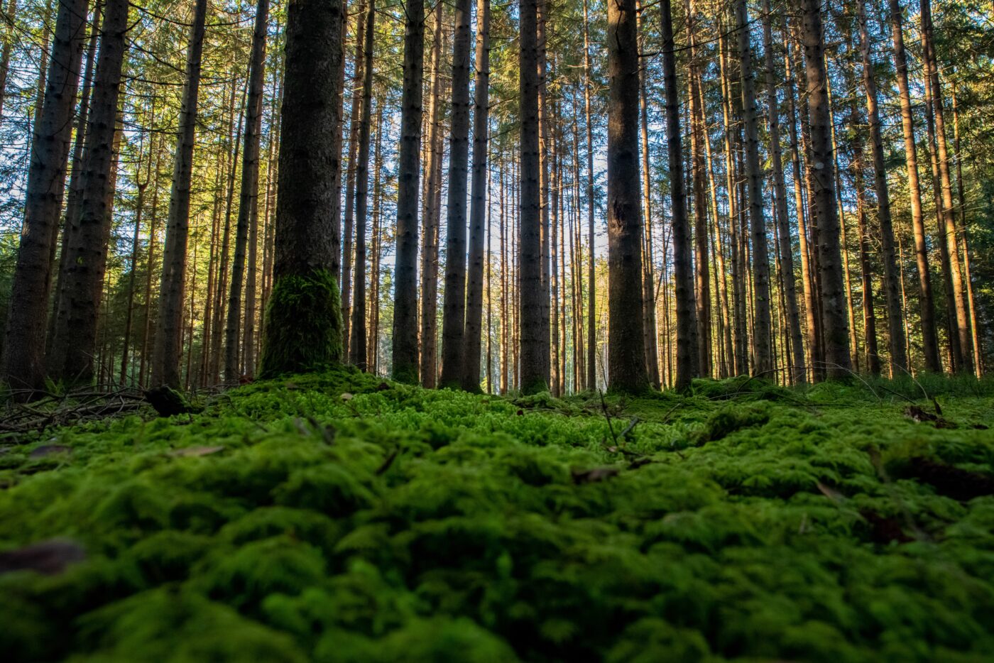 Domtar | The Sustainable Paper, Pulp and Packaging Company